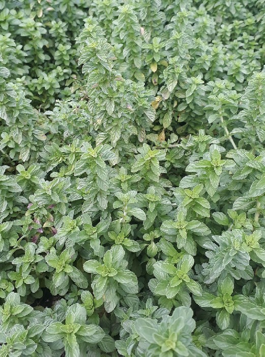 Menta poleo. Mentha pulegium