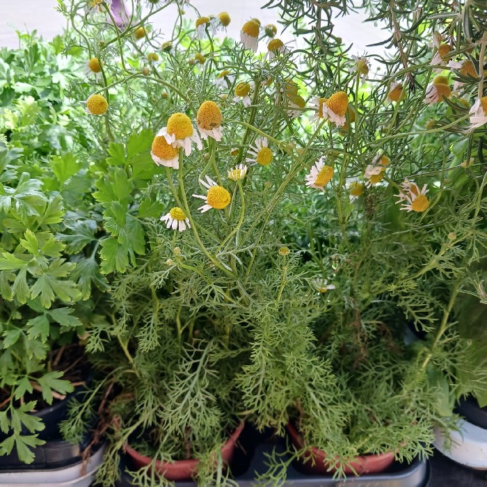 MANZANILLA. Matricaria chamomilla